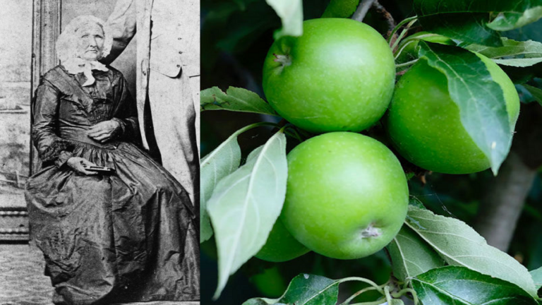 Granny Smith Grows the First Granny Smith