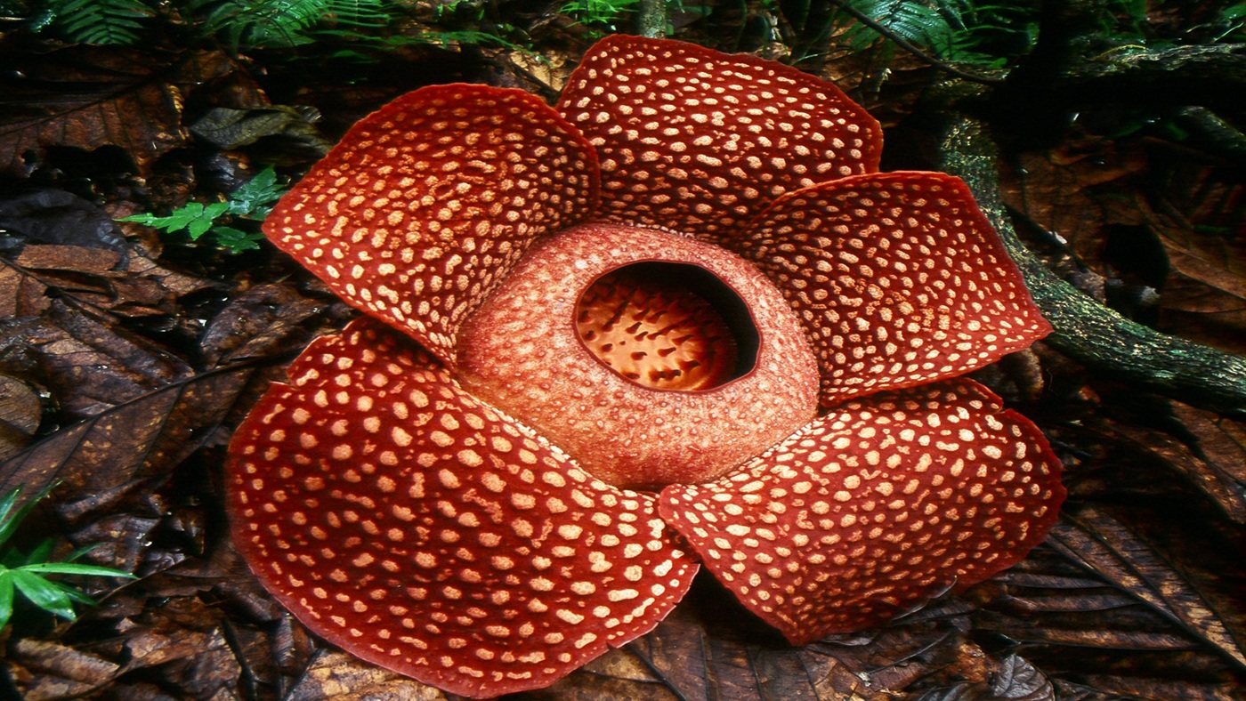 The World's Largest Flower (and the World's Smallest Bear)