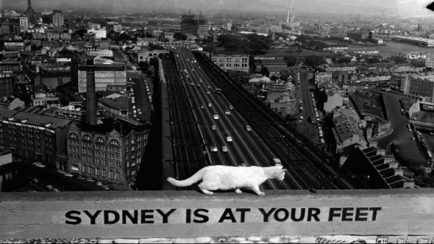 The Cats of Sydney Harbour Bridge - The Museum of Lost Things