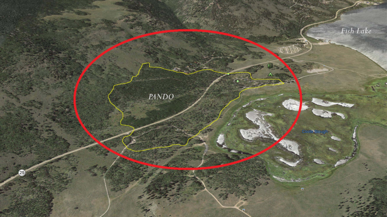 Pando: The World's Largest Organism - The Museum of Lost Things