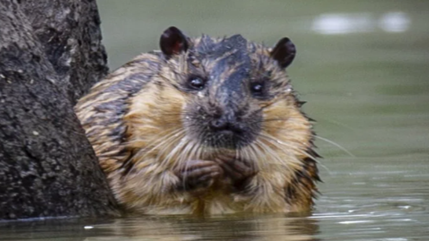 Rakali: The Golden Water Mouse